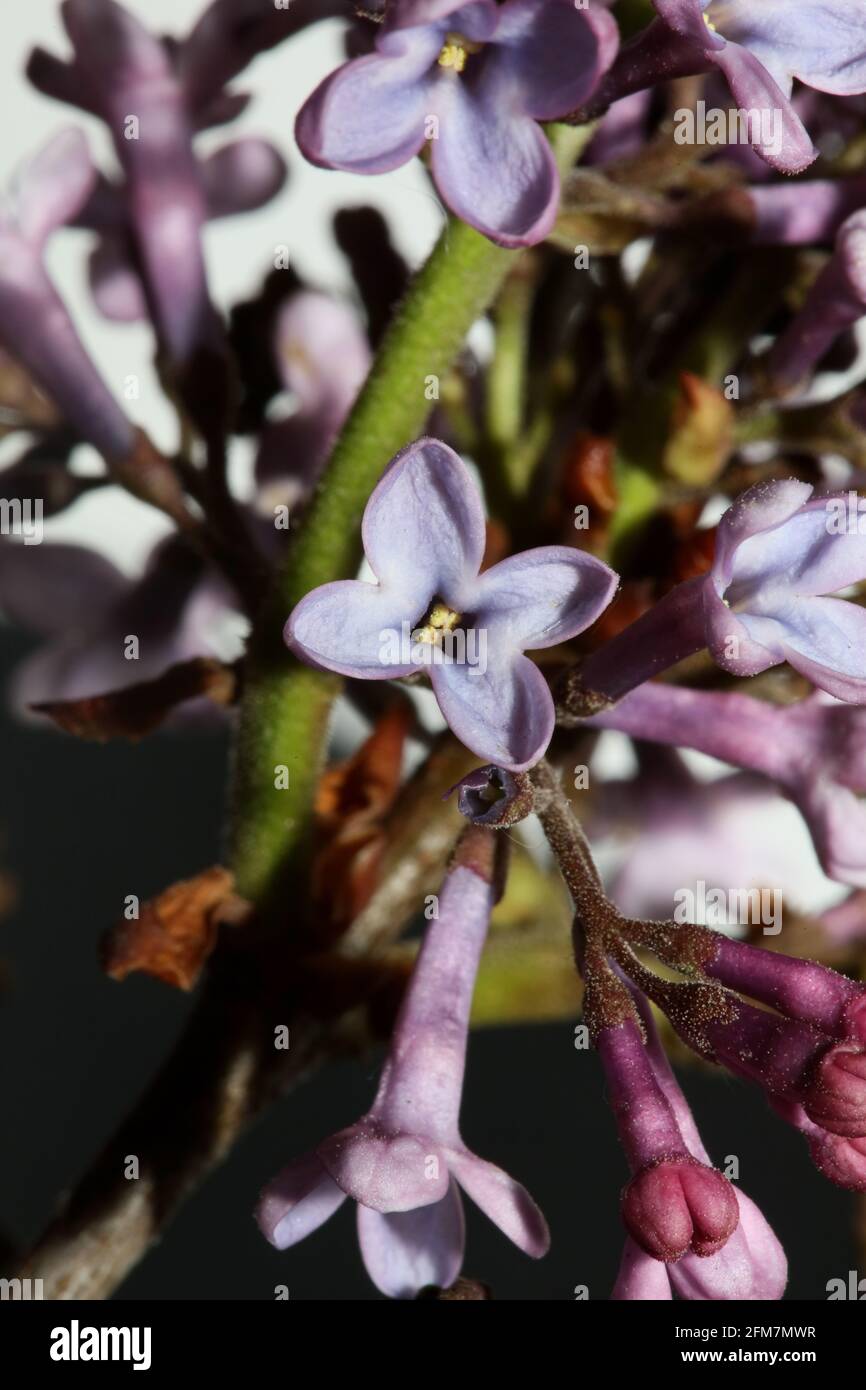 Purple flower blossom macro background Syringa vulgaris family oleaceae ...