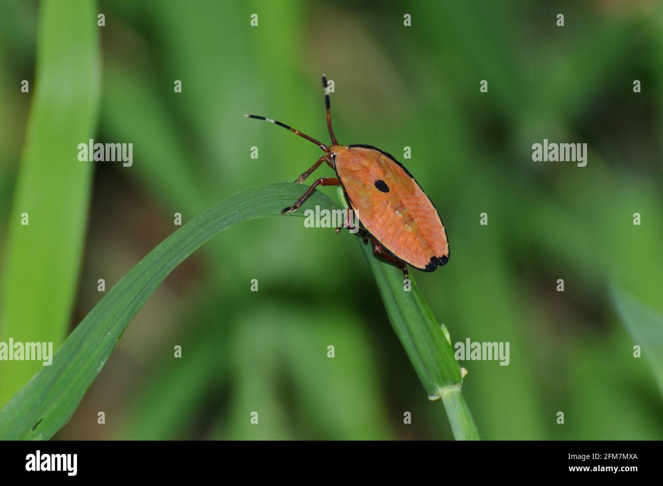 Musgraveia sulciventris - Bronze orange bug (stink bug) - a giant ...