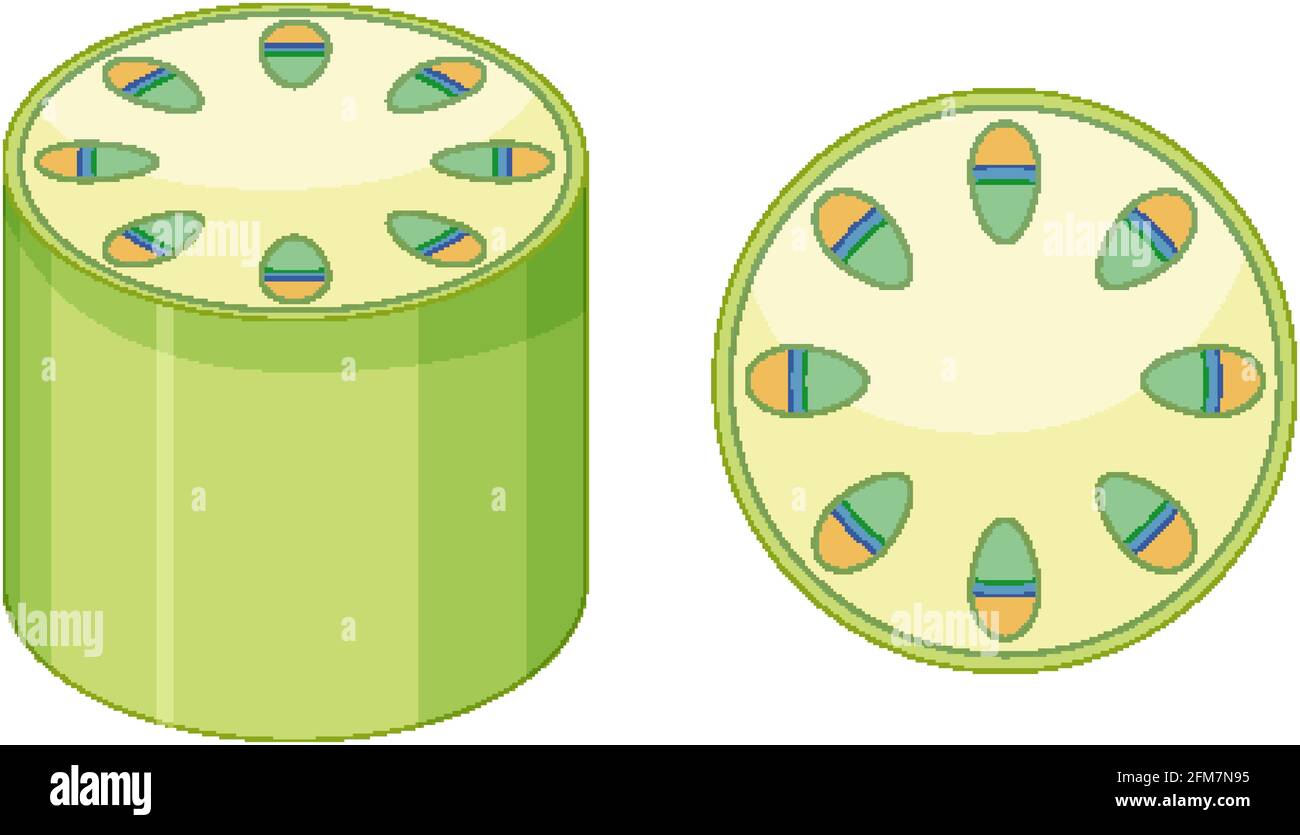 Elements of vascular tissue system in plants illustration Stock Vector ...