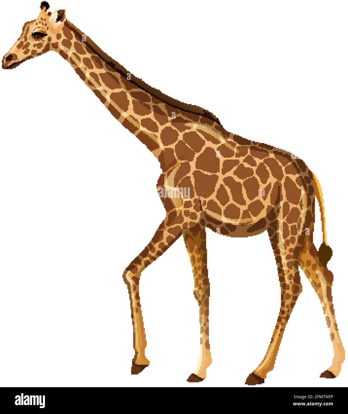 Adult giraffe in standing position on white background illustration ...