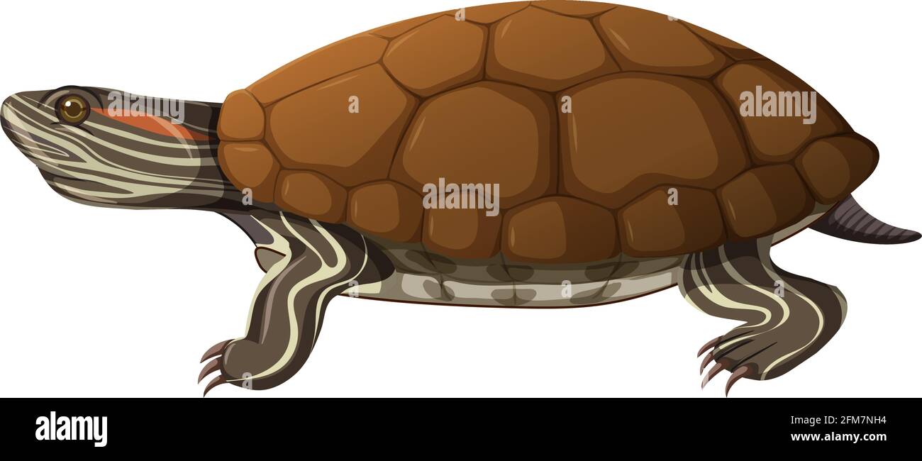 Turtle in cartoon style isolated on white background illustration Stock ...