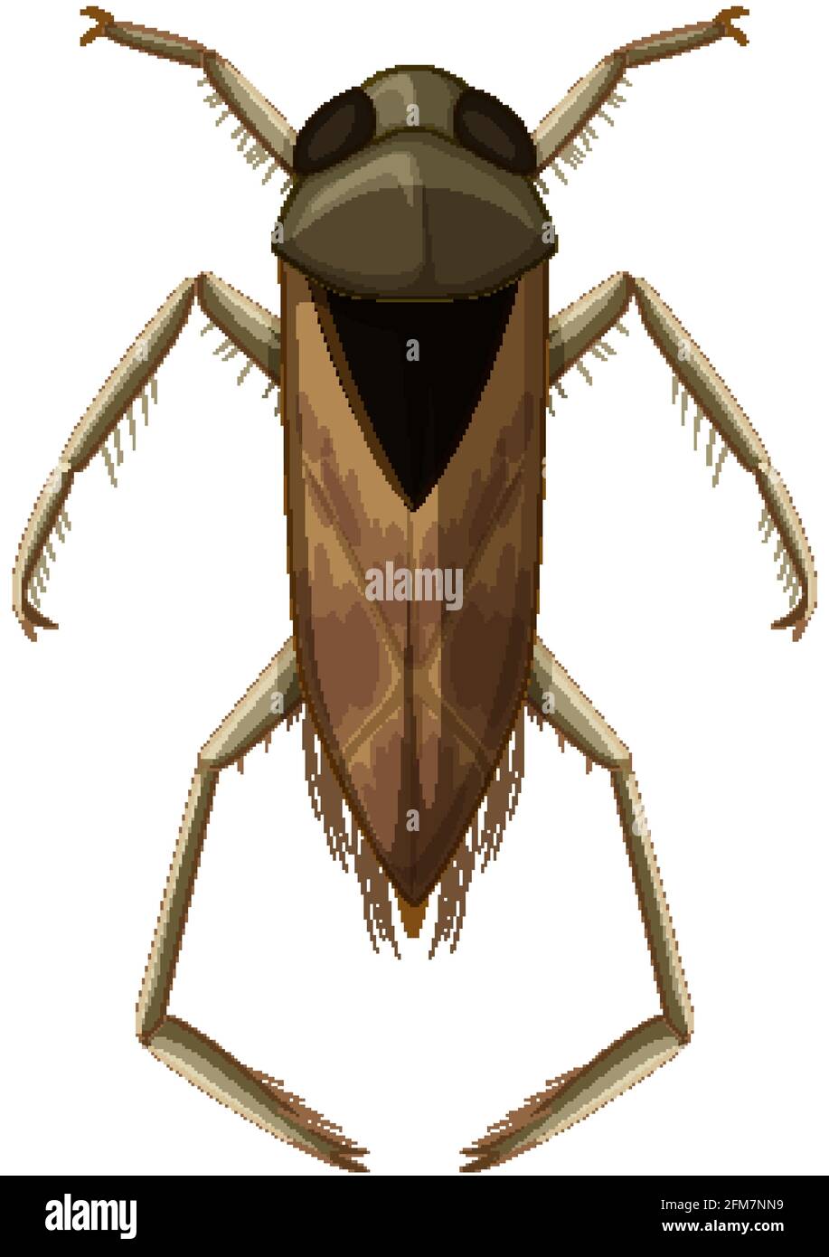 Backswimmer beetle isolated on white background illustration Stock ...