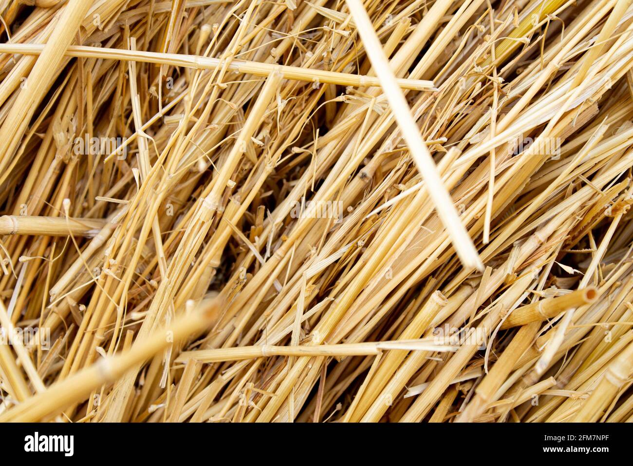 Straw in rolls. Hay for animal feed. Farming. Stocks of dry hay for the ...