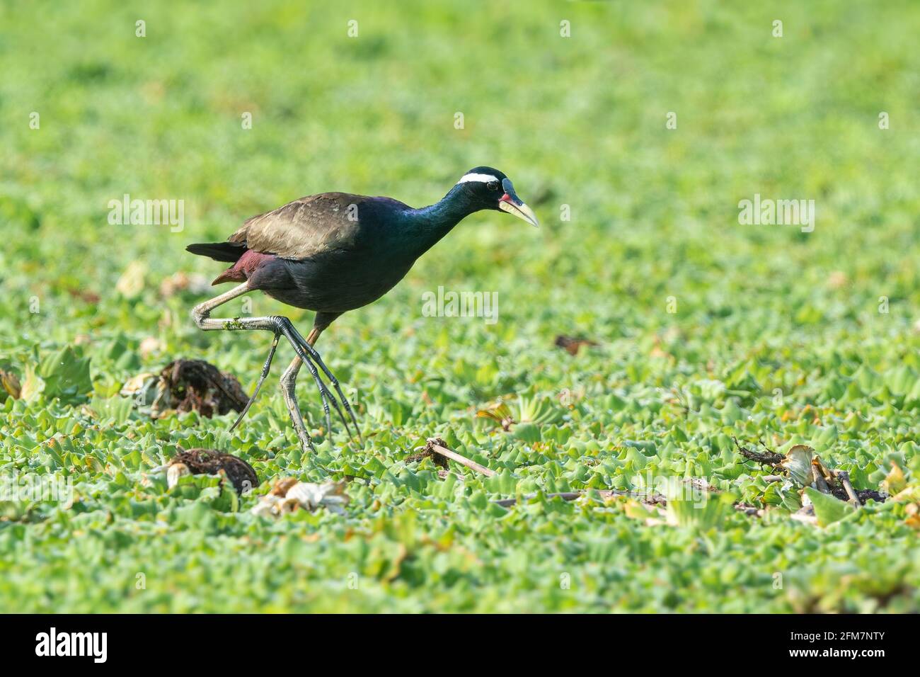 The bronze-winged jacana (Metopidius indicus) is a wader in the family ...