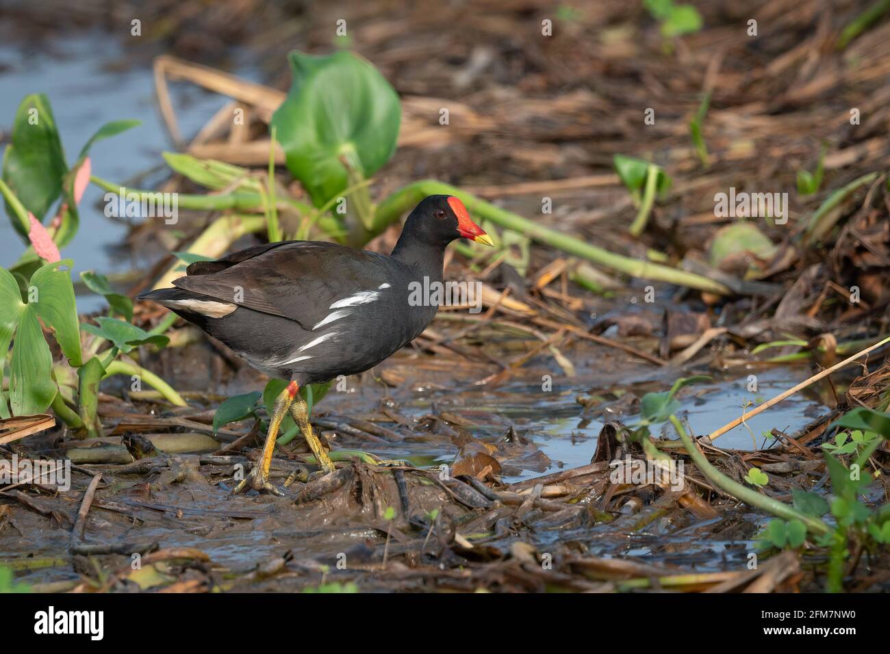 Swamp chicken hi-res stock photography and images - Alamy