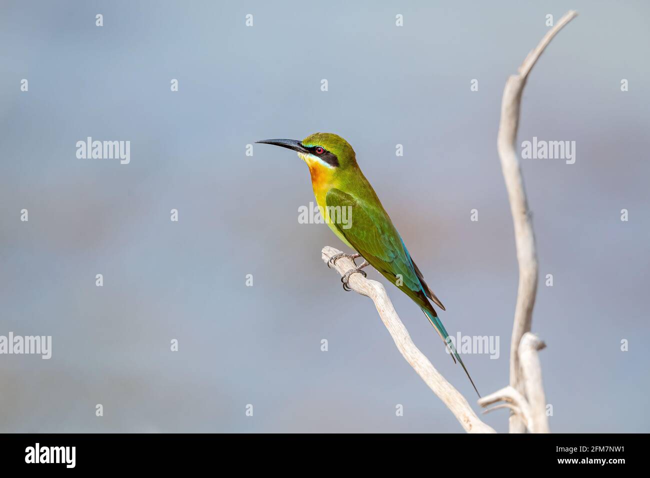 The blue-tailed bee-eater (Merops philippinus) is a near passerine bird in the bee-eater family ...