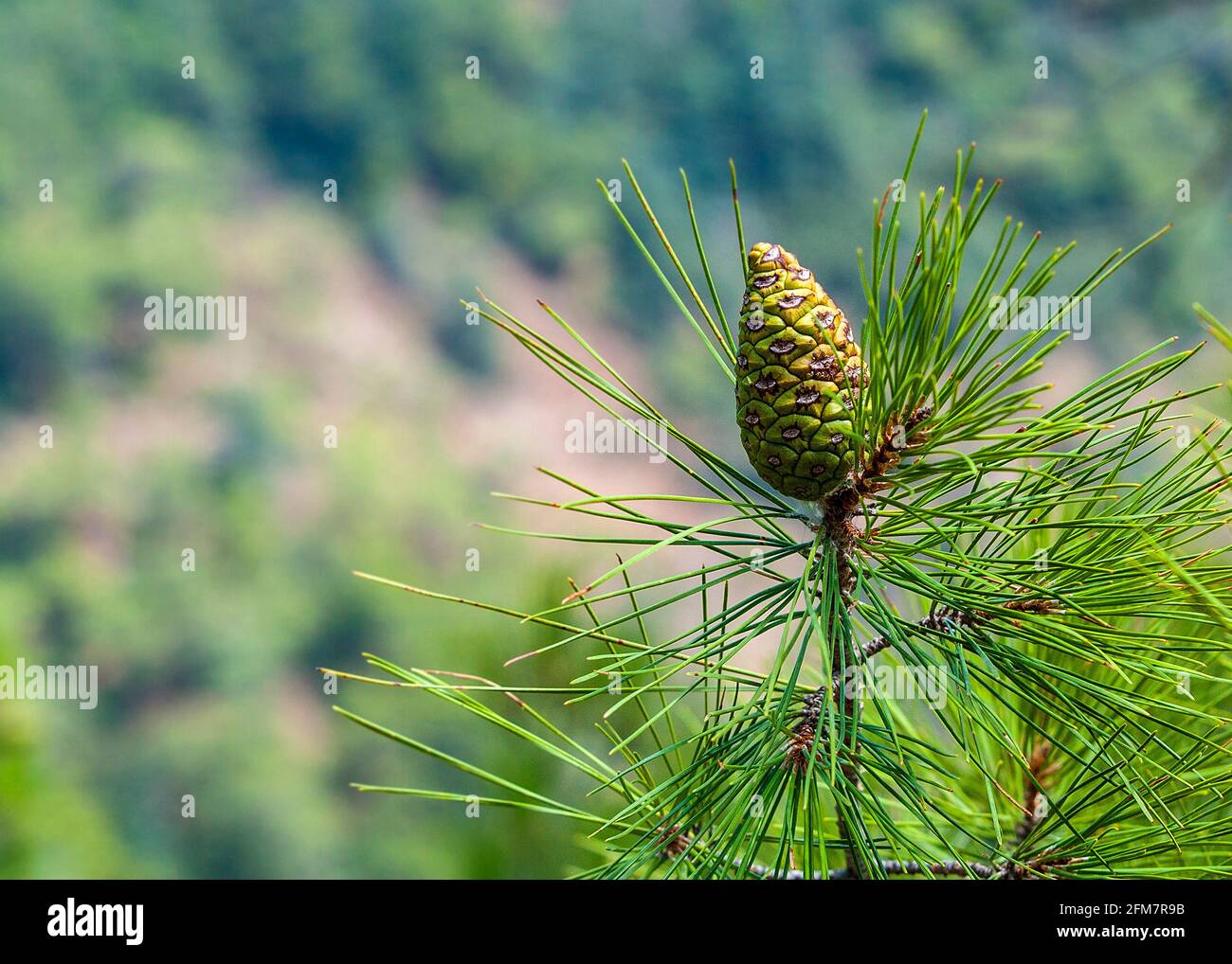 coniferous tree with pine cones in the Cedar Valley in Cyprus Stock ...