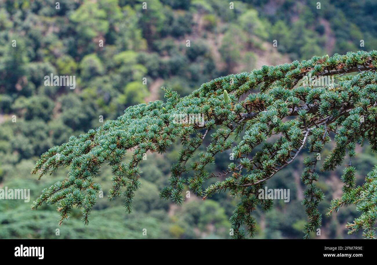 coniferous tree with pine cones in the Cedar Valley in Cyprus Stock ...