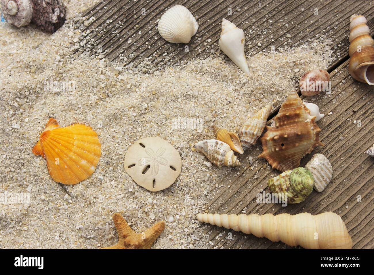 Seashell on Boardwalk at Tropical Beach on Hot Summer Day Stock Photo ...