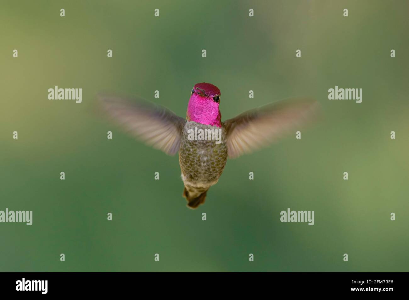 Annas hummingbird california hi-res stock photography and images - Alamy