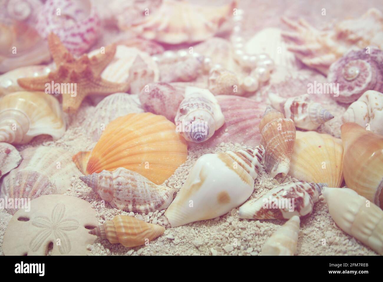 Seashell on Boardwalk at Tropical Beach on Hot Summer Day Stock Photo ...