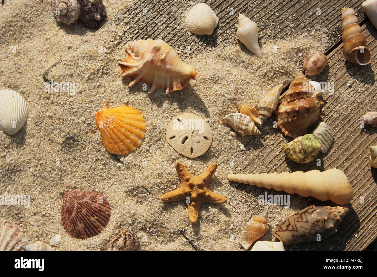 Seashell beach vacation hi-res stock photography and images - Alamy