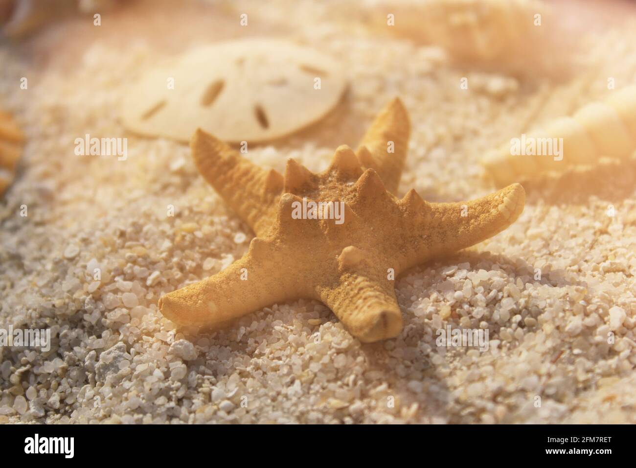 Seashell on Boardwalk at Tropical Beach on Hot Summer Day Stock Photo ...