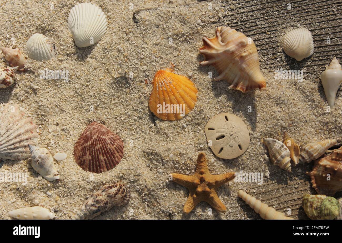 Seashell on Boardwalk at Tropical Beach on Hot Summer Day Stock Photo ...
