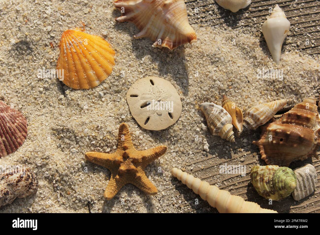 Seashell on Boardwalk at Tropical Beach on Hot Summer Day Stock Photo ...