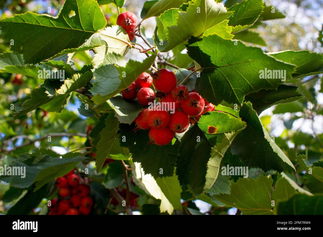 A branch full of red hawthorn berries in early autumn. Hawthorn berries ...