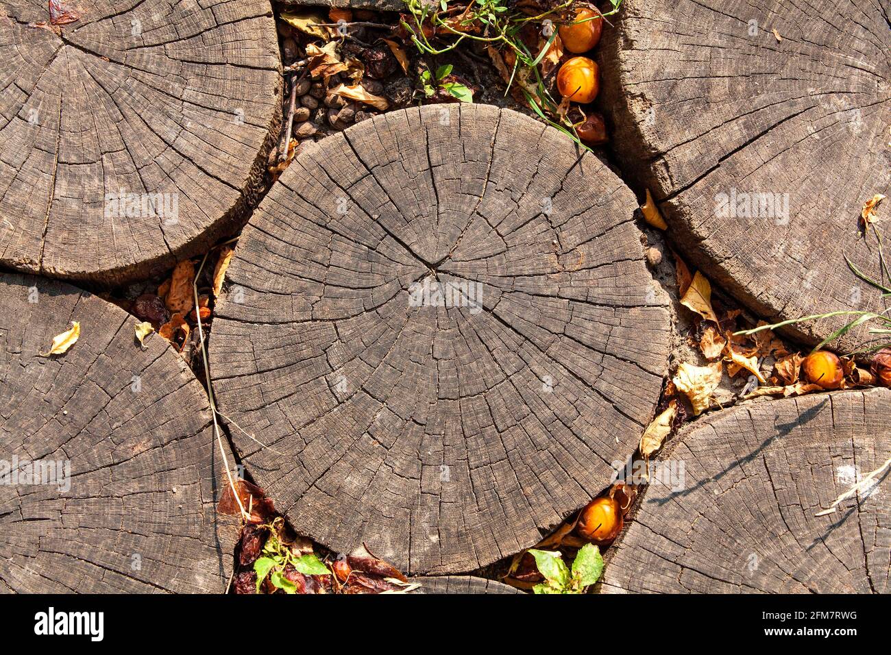 Top view of old tree stump texture for background Stock Photo - Alamy