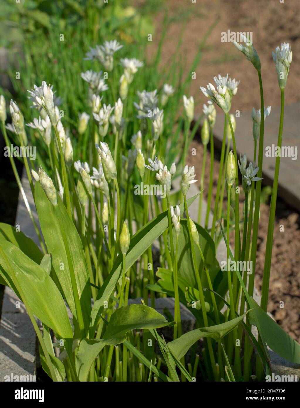 Flowering wild garlic (Allium ursinum) in the garden. The plant is also ...
