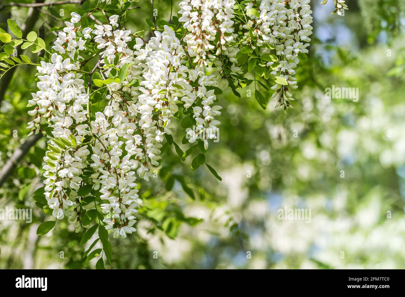 black locust in blossom in spring. flowering branch of Robinia ...