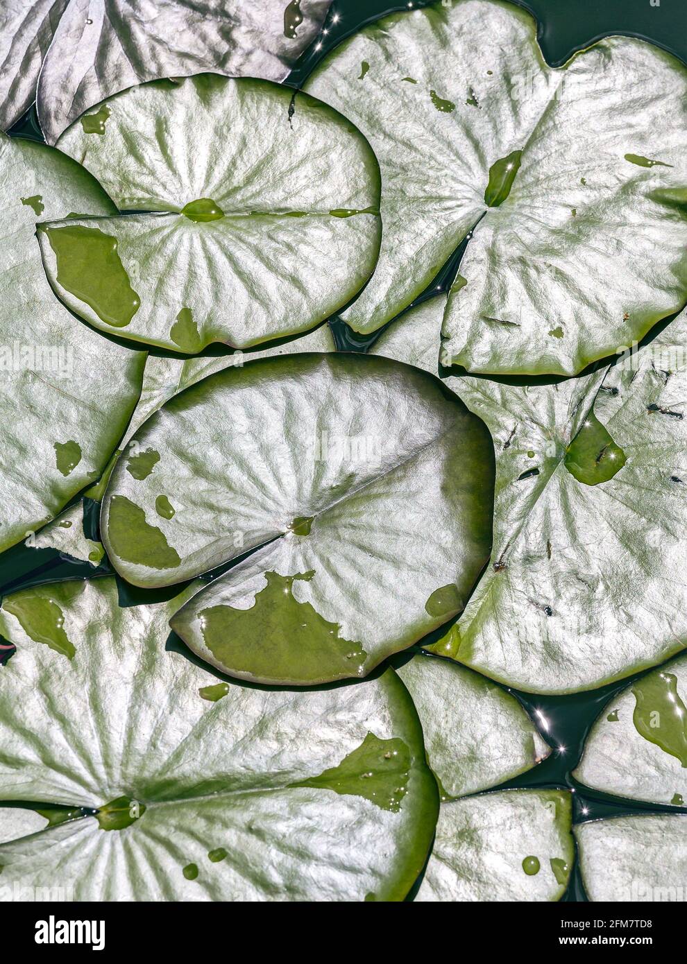 natural background of green lily pads floating in pond. top view Stock ...