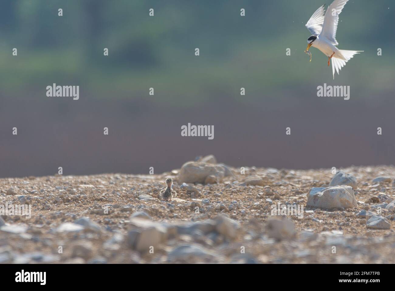 Little tern (Sternula albifrons) is flying on seabird of the tern ...