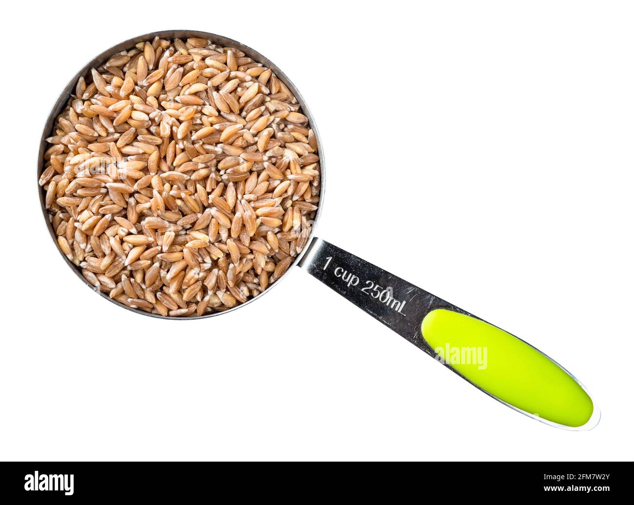 top view of whole Emmer farro hulled wheat in measuring cup cutout on ...