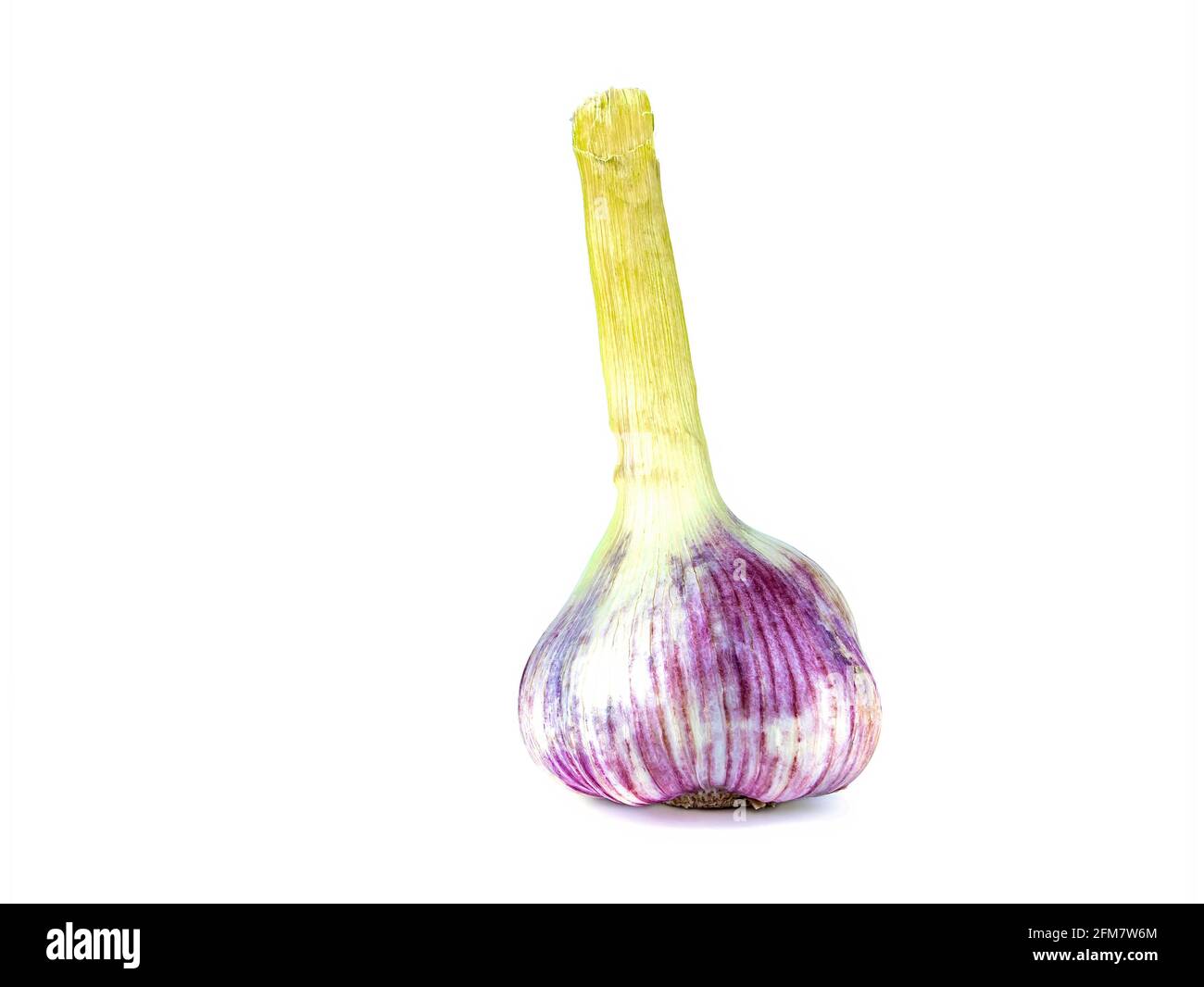 Garlic vegetable bulb on a white background. Allium sativum. Spicy ...