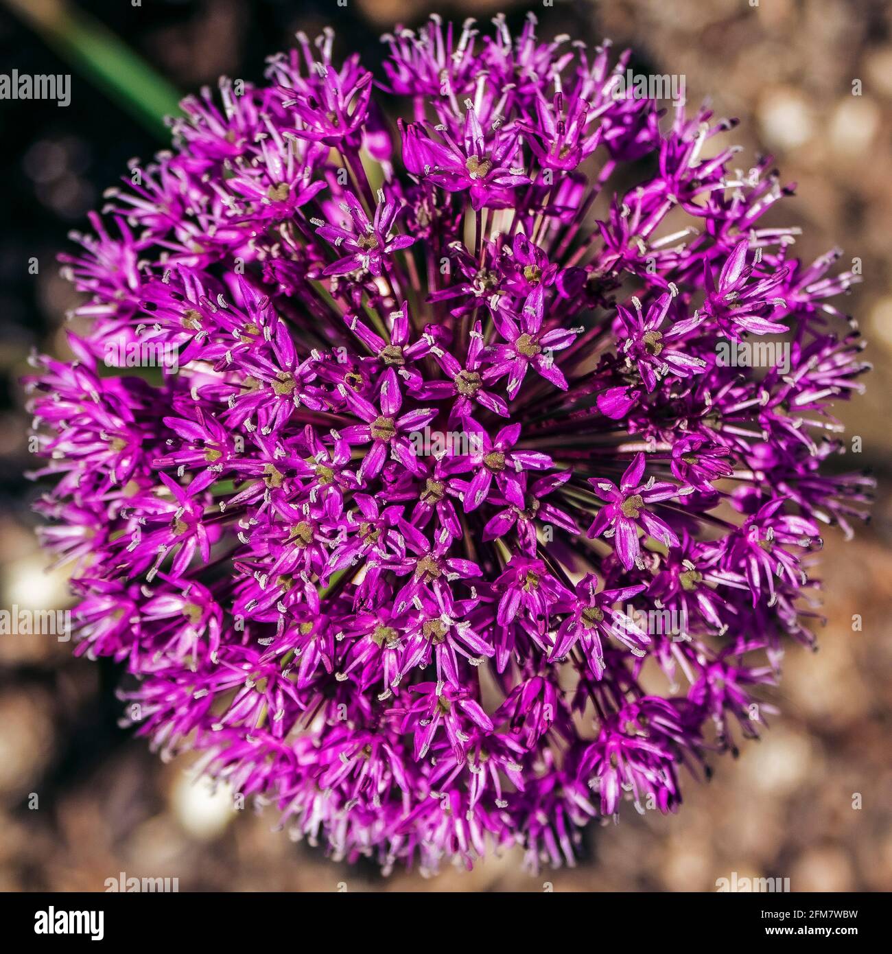 Purple spring allium blossom in the sunlight Stock Photo - Alamy
