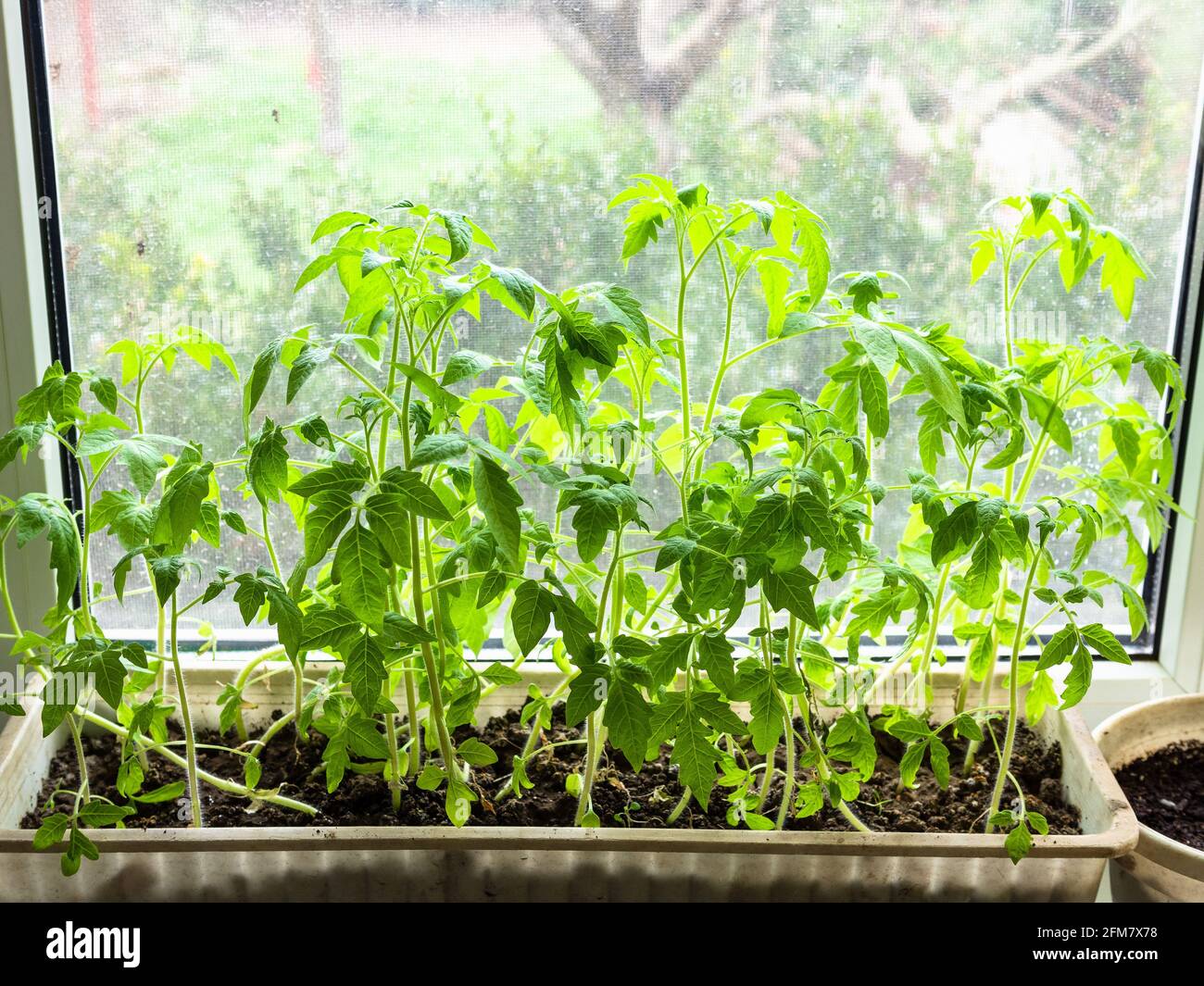 fresh tomato seedlings in box on window sill at home Stock Photo - Alamy