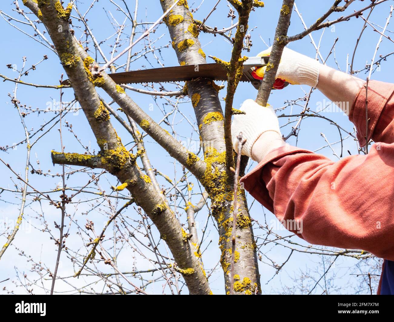 Remove old fruit tree fruit hi-res stock photography and images - Alamy