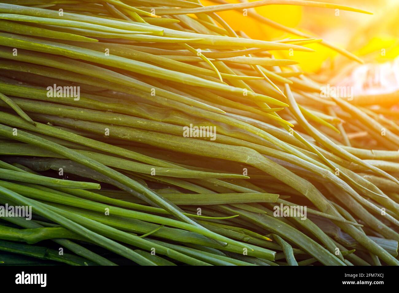 Close up of green plant for background, green onion texture or ...