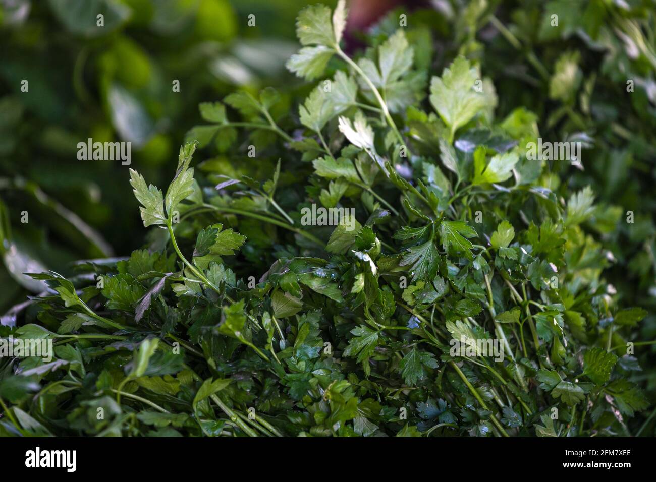 Close up of green plant for background, green parsley texture or ...