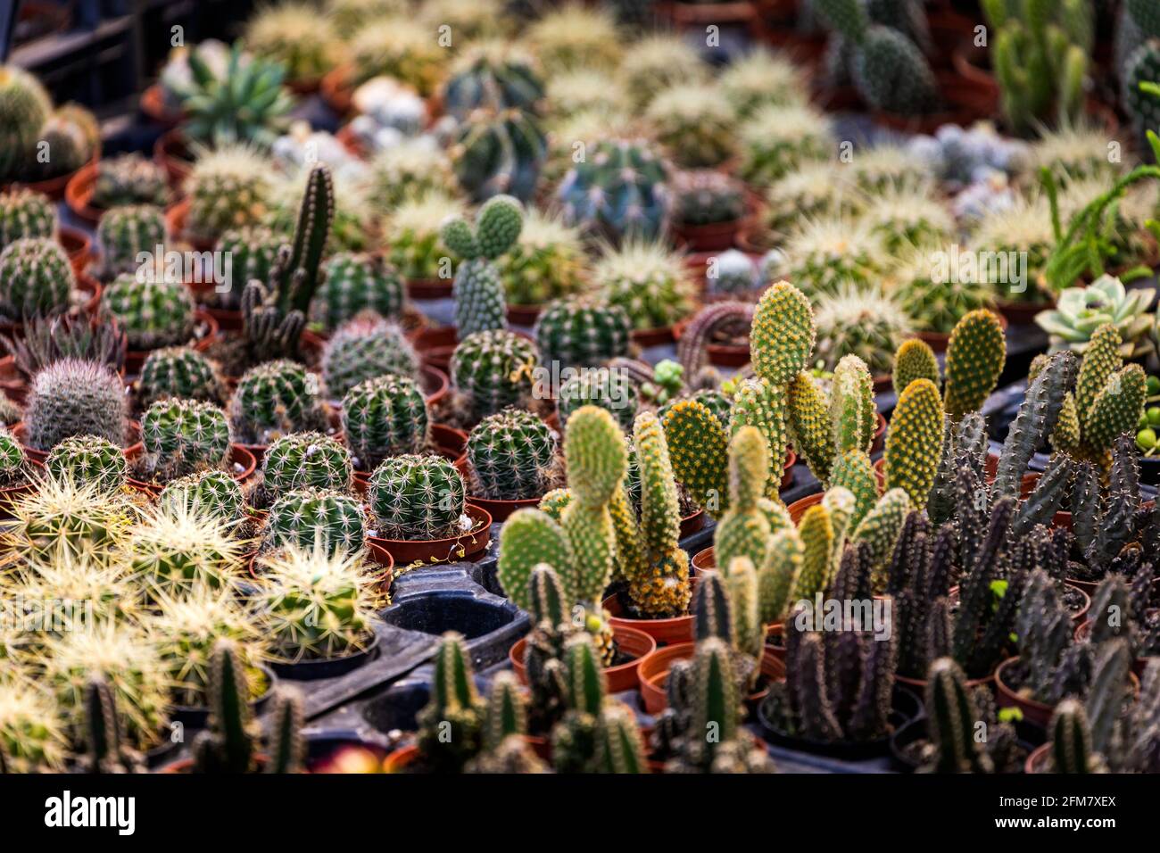 Rows of different cacti, small and large, with needles in pots and mugs ...