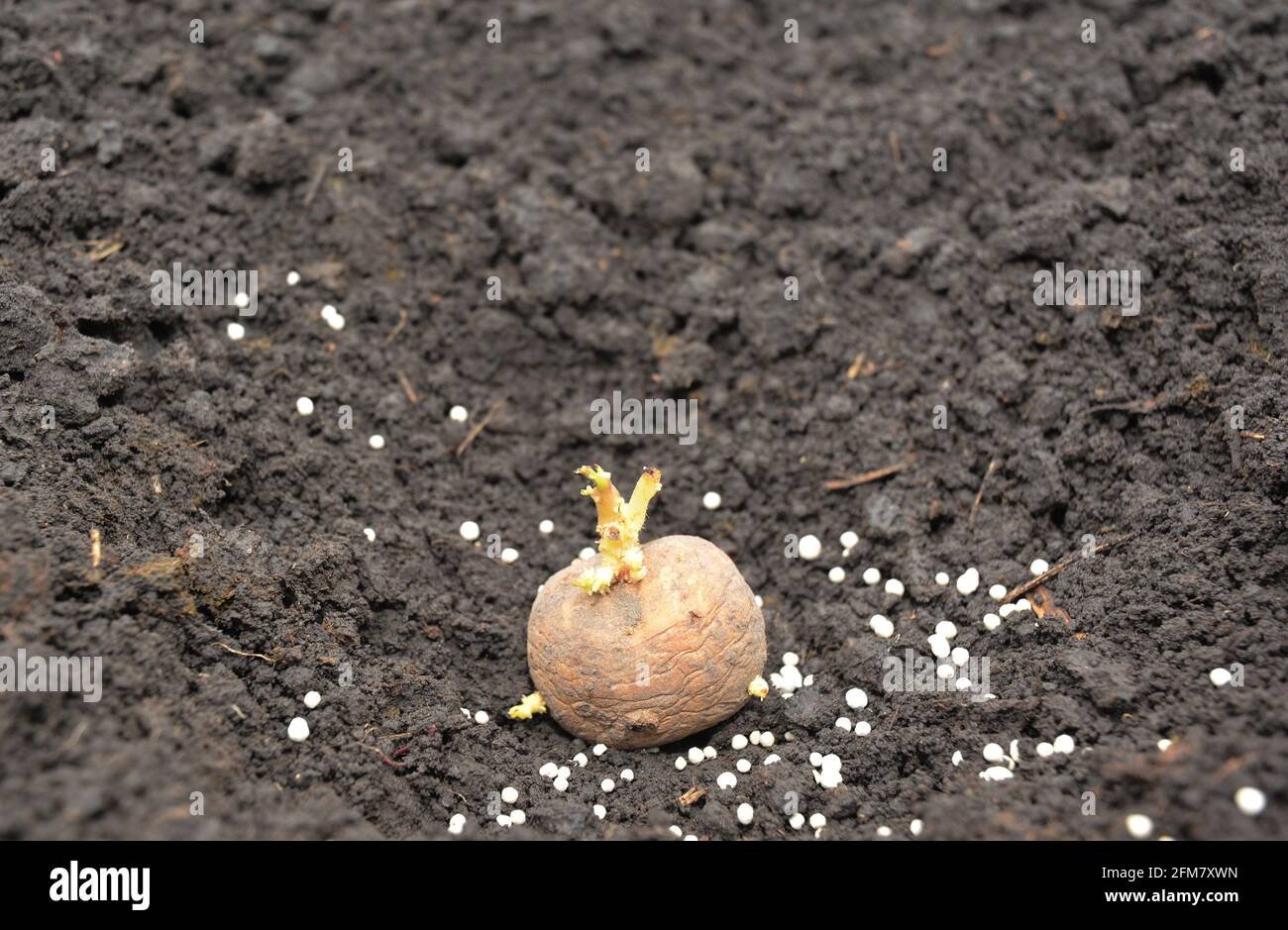 Potato cultivation: Planting sprouted potatoes into the soil with ...