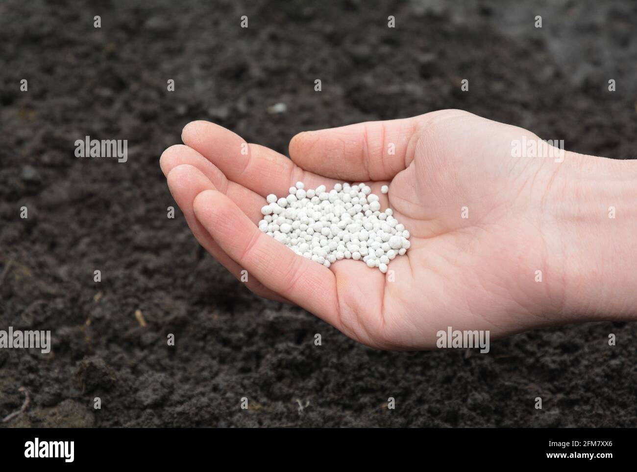 Fertilizing soil with mineral fertilizer in spring. A gardener is ...