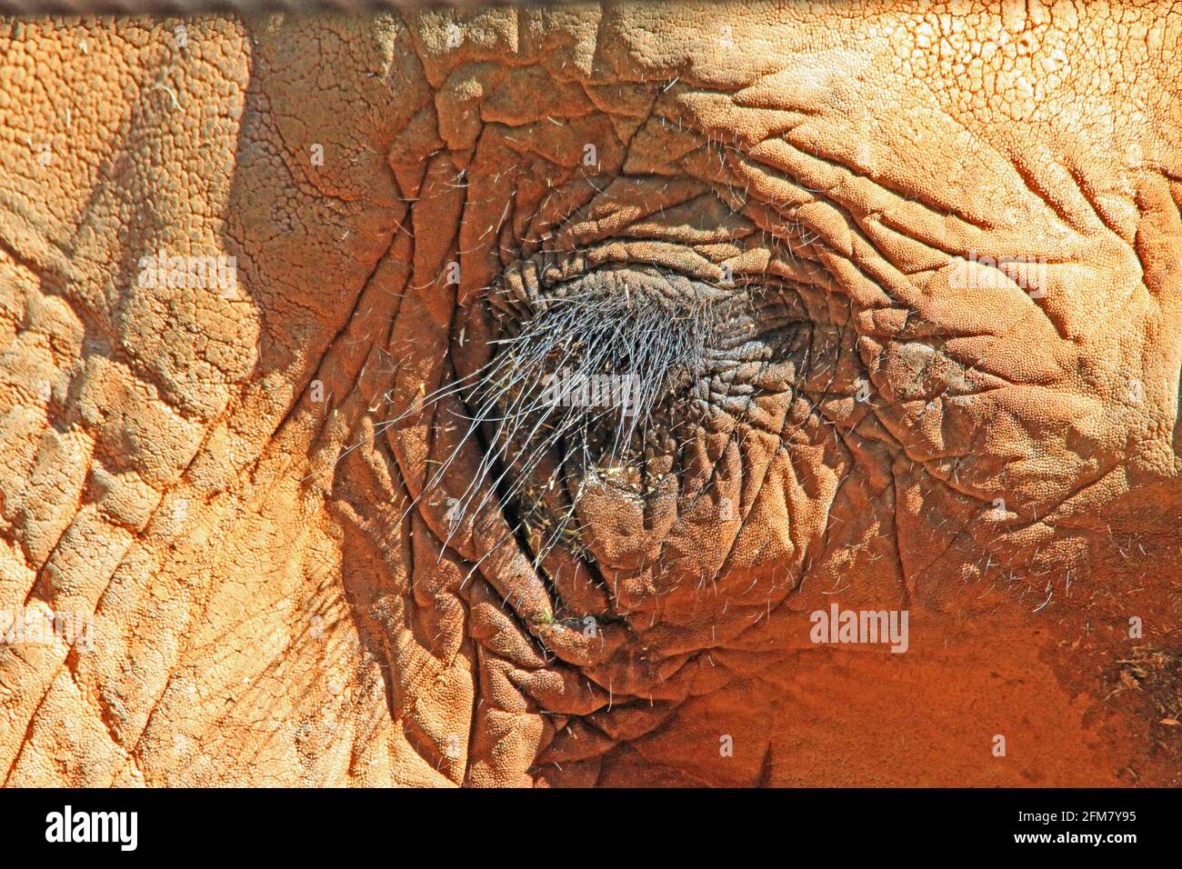Elephant eyelashes hi-res stock photography and images - Alamy