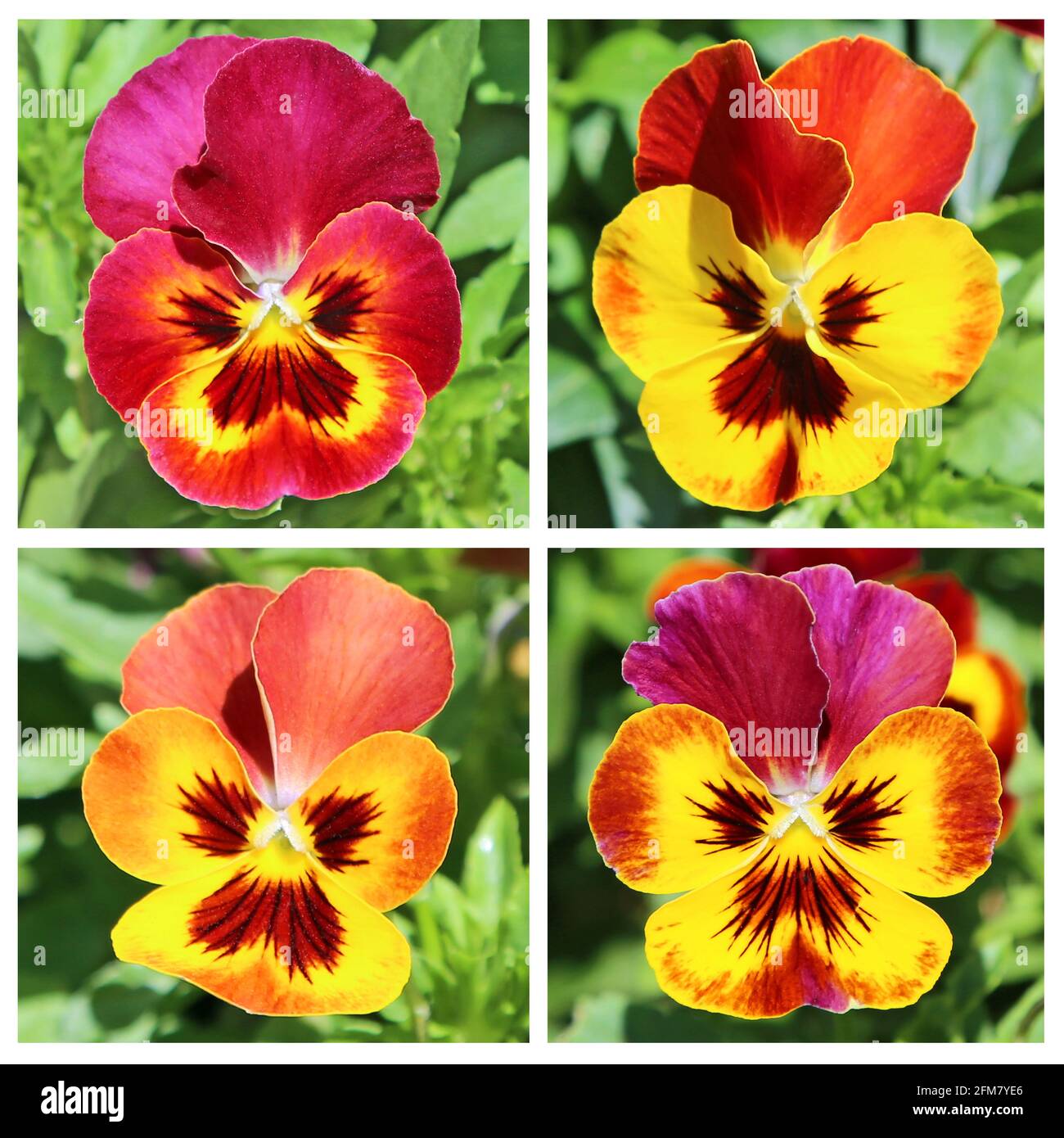 Flower collage hi-res stock photography and images - Alamy