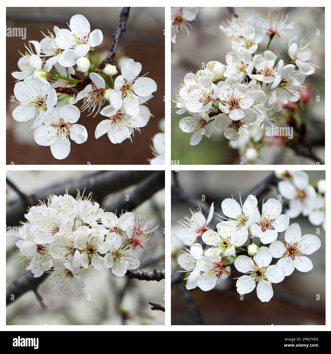 Tree four season collage hi-res stock photography and images - Alamy