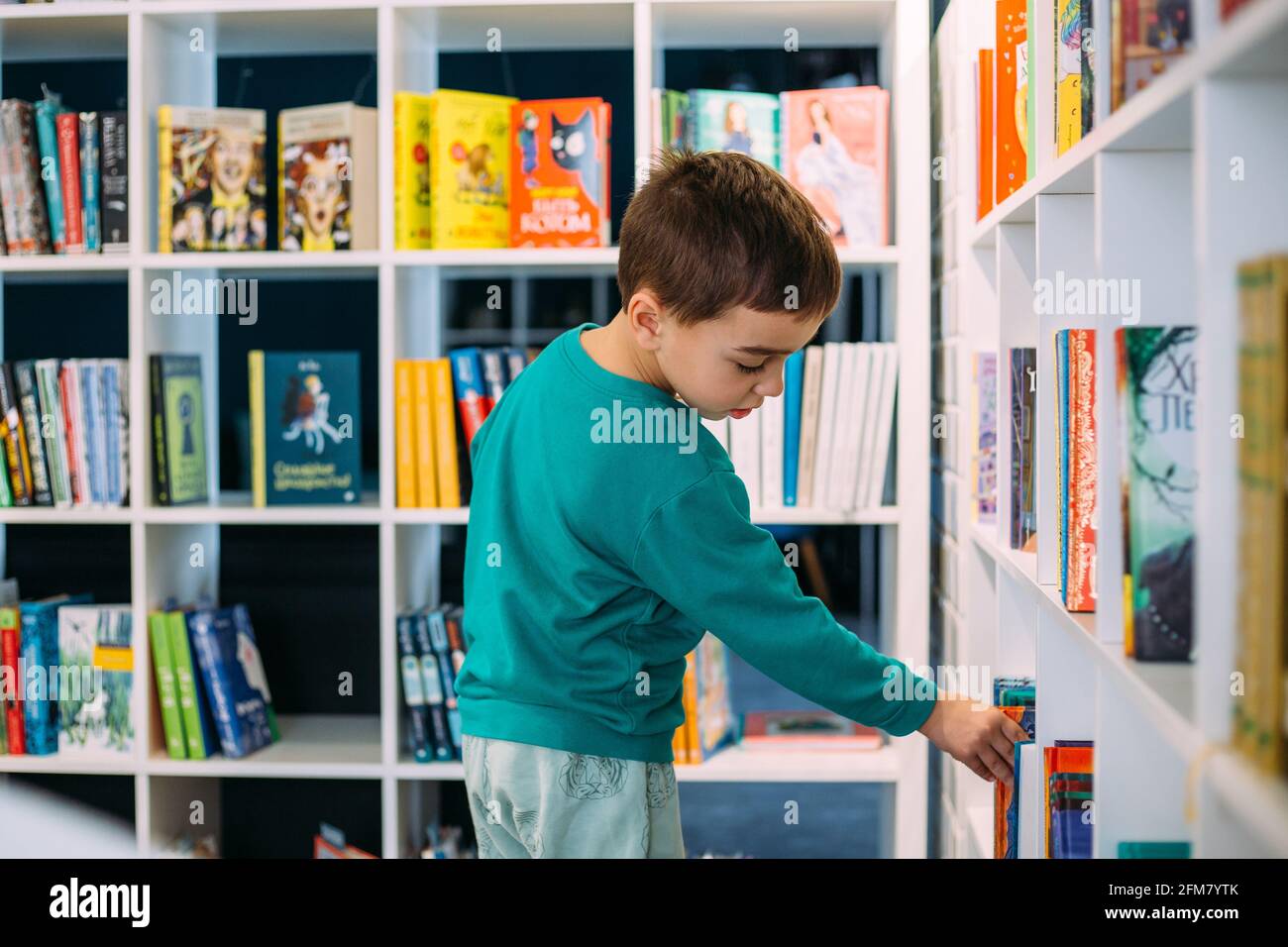 A little boy reaches for shelf of children's books in the bookstore ...