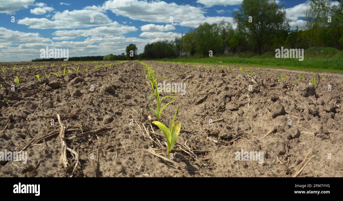 Growing corn in the agriculture field. Corn seedlings, sprouts growing ...