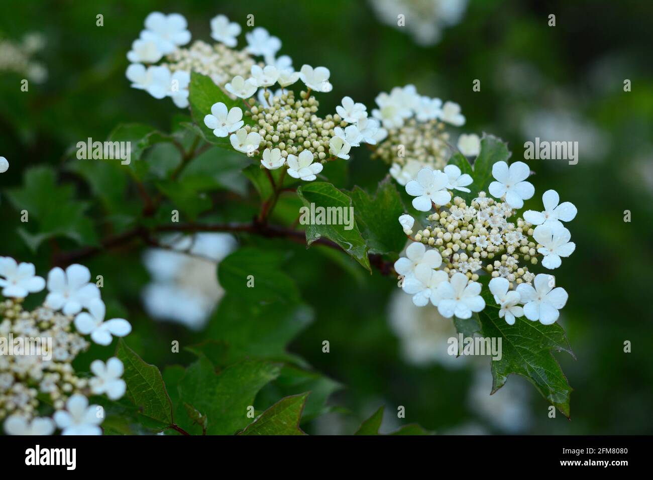Viburnum trilobum, or highbush cranberry in white blossom in spring. A ...