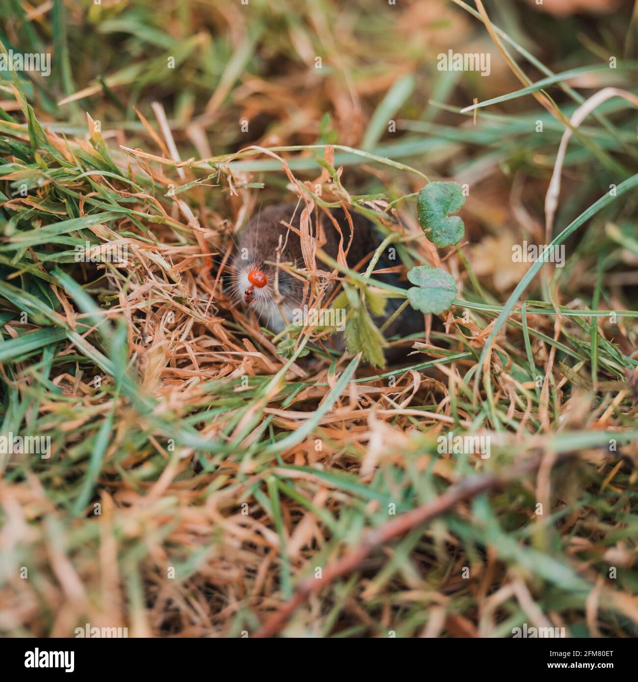 A small gray mole climbed out of the ground, an animal in the grass ...