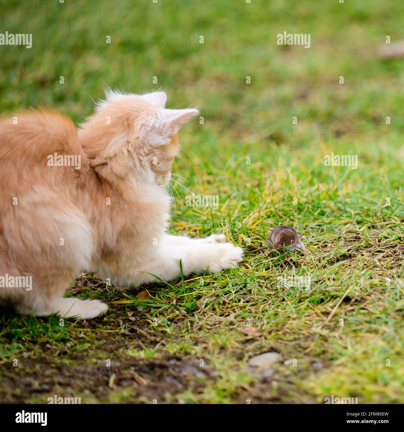 The little red cat hunted the mole, a natural instinct in the cat. new ...