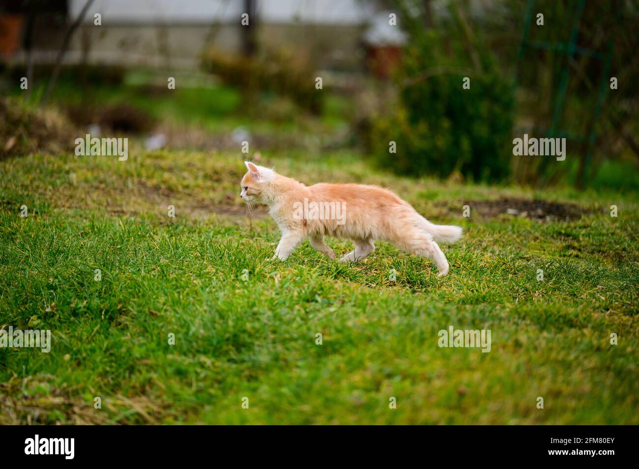 The little red cat hunted the mole, a natural instinct in the cat. new ...