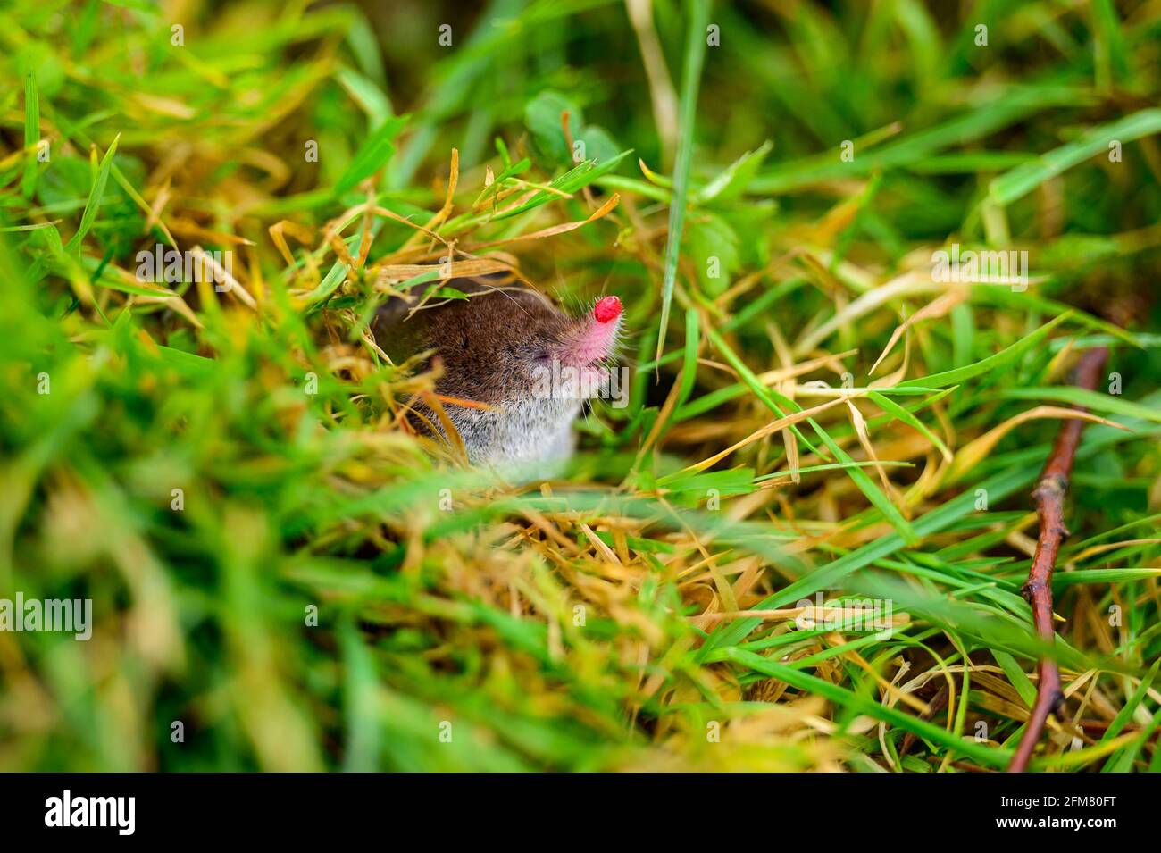 A small gray mole climbed out of the ground, an animal in the grass ...