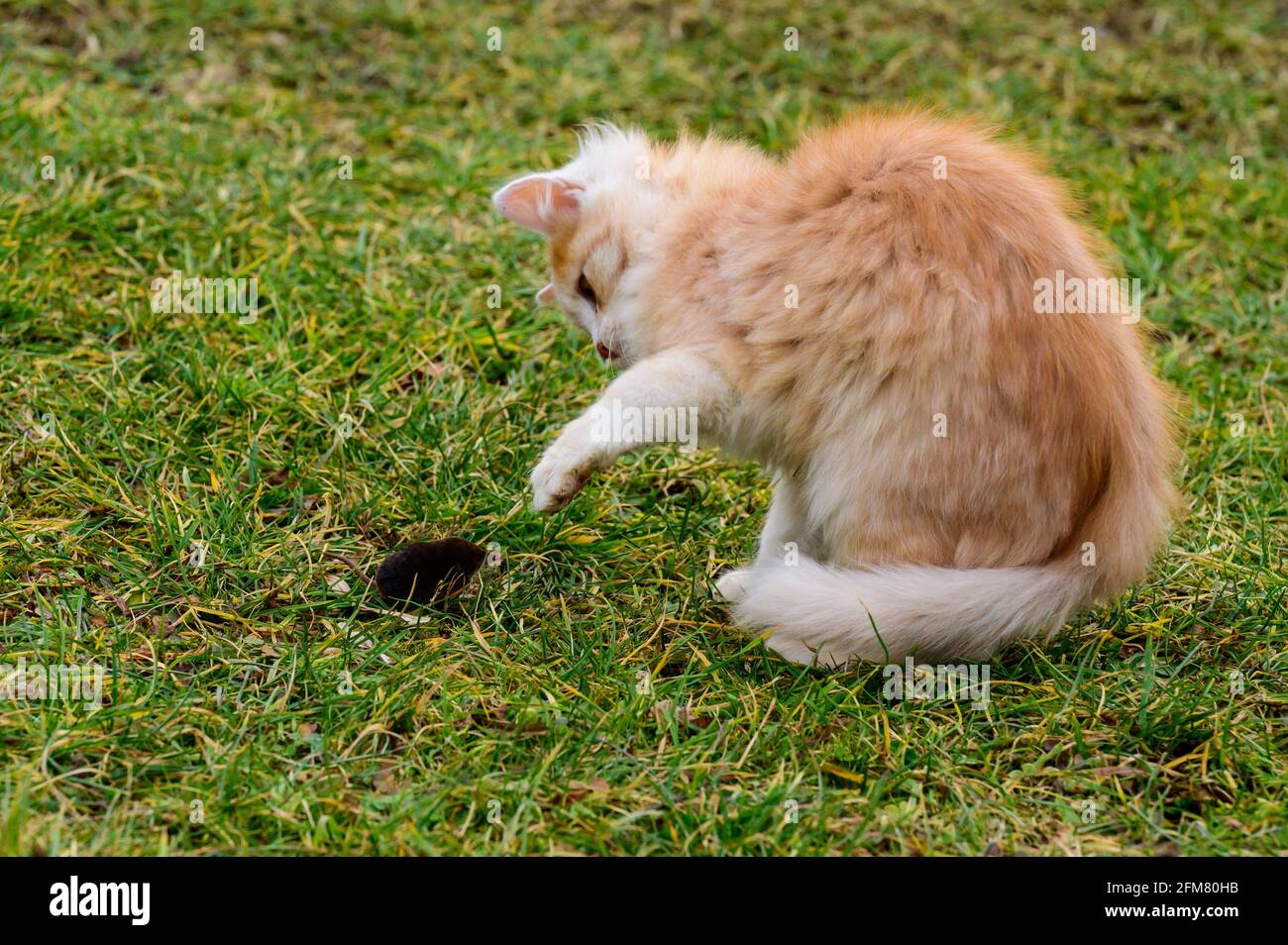 Cat on street hunting mouse hi-res stock photography and images - Alamy