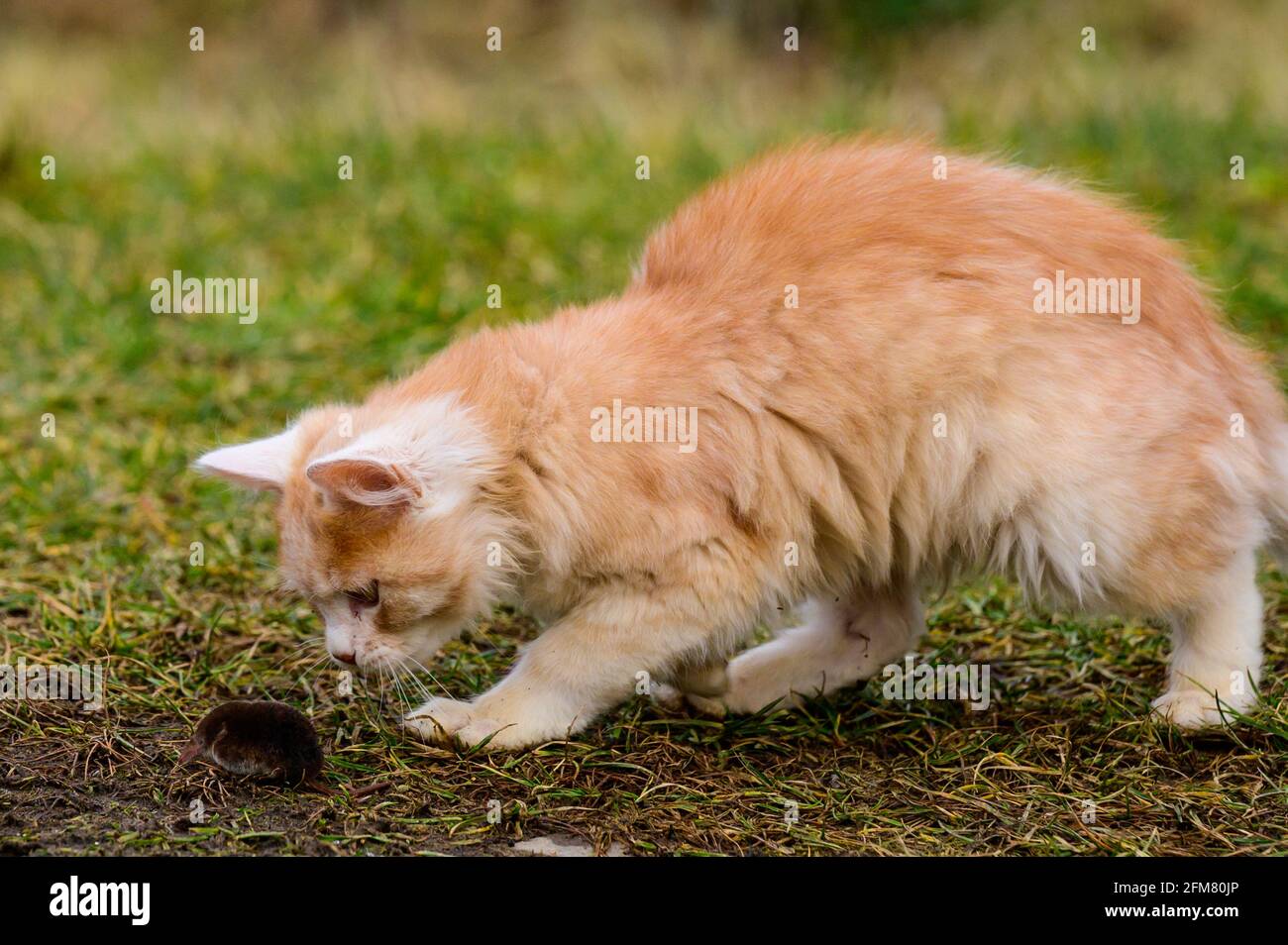 A fluffy pet plays with its prey, a mole as food for a cat, a rodent ...