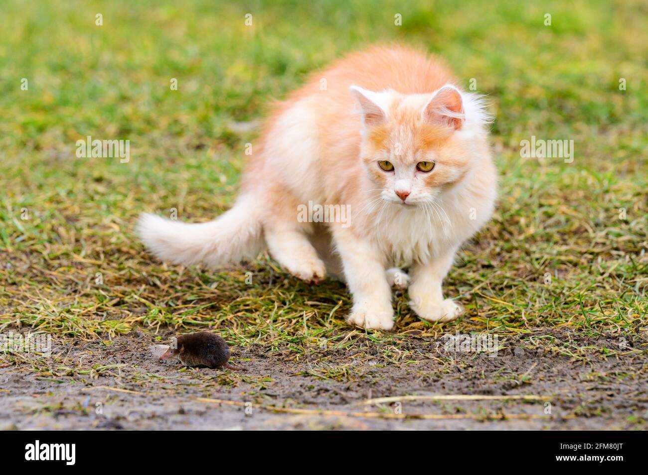A fluffy pet plays with its prey, a mole as food for a cat, a rodent ...
