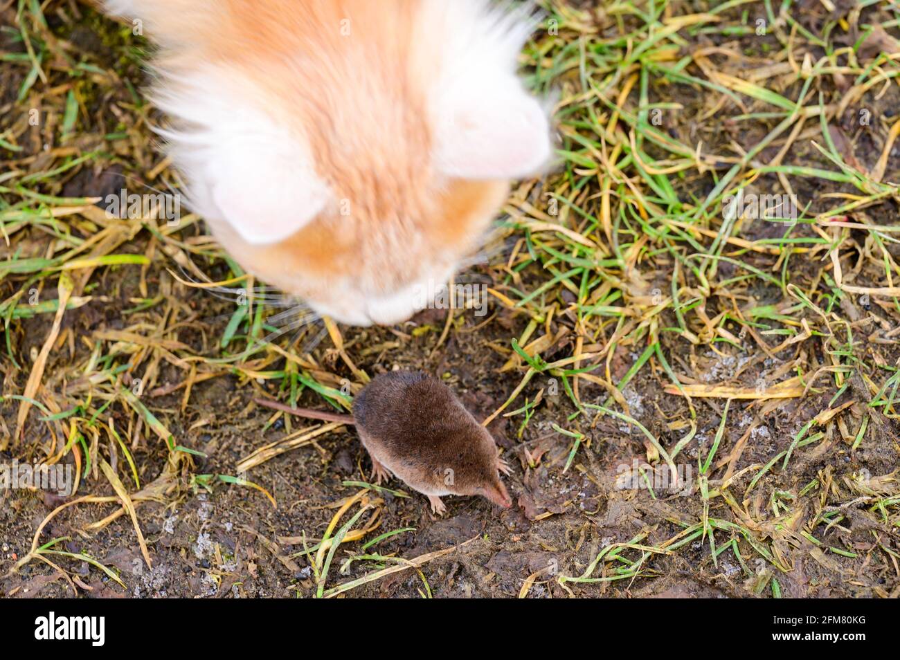 Dead Ginger Cat High Resolution Stock Photography and Images - Alamy