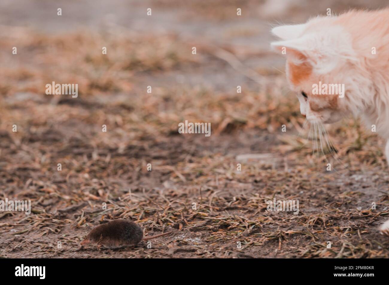 A hungry red predator is playing with a mole, a cat has caught a mole ...